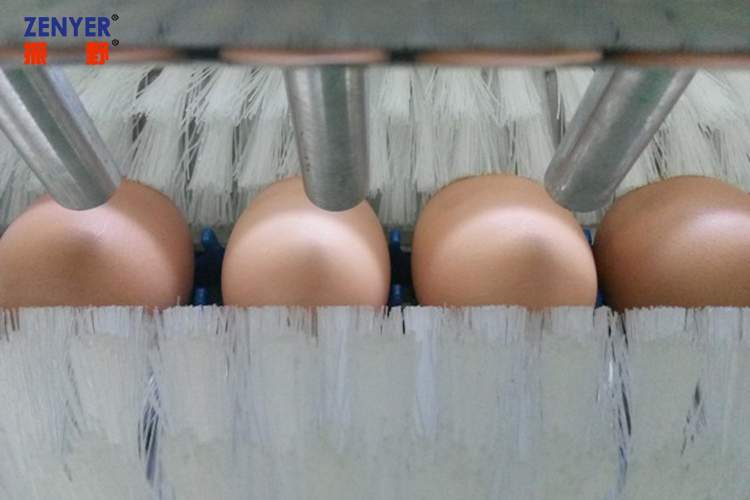Complete Egg Processing Line | Egg Processing Machinery - 302B